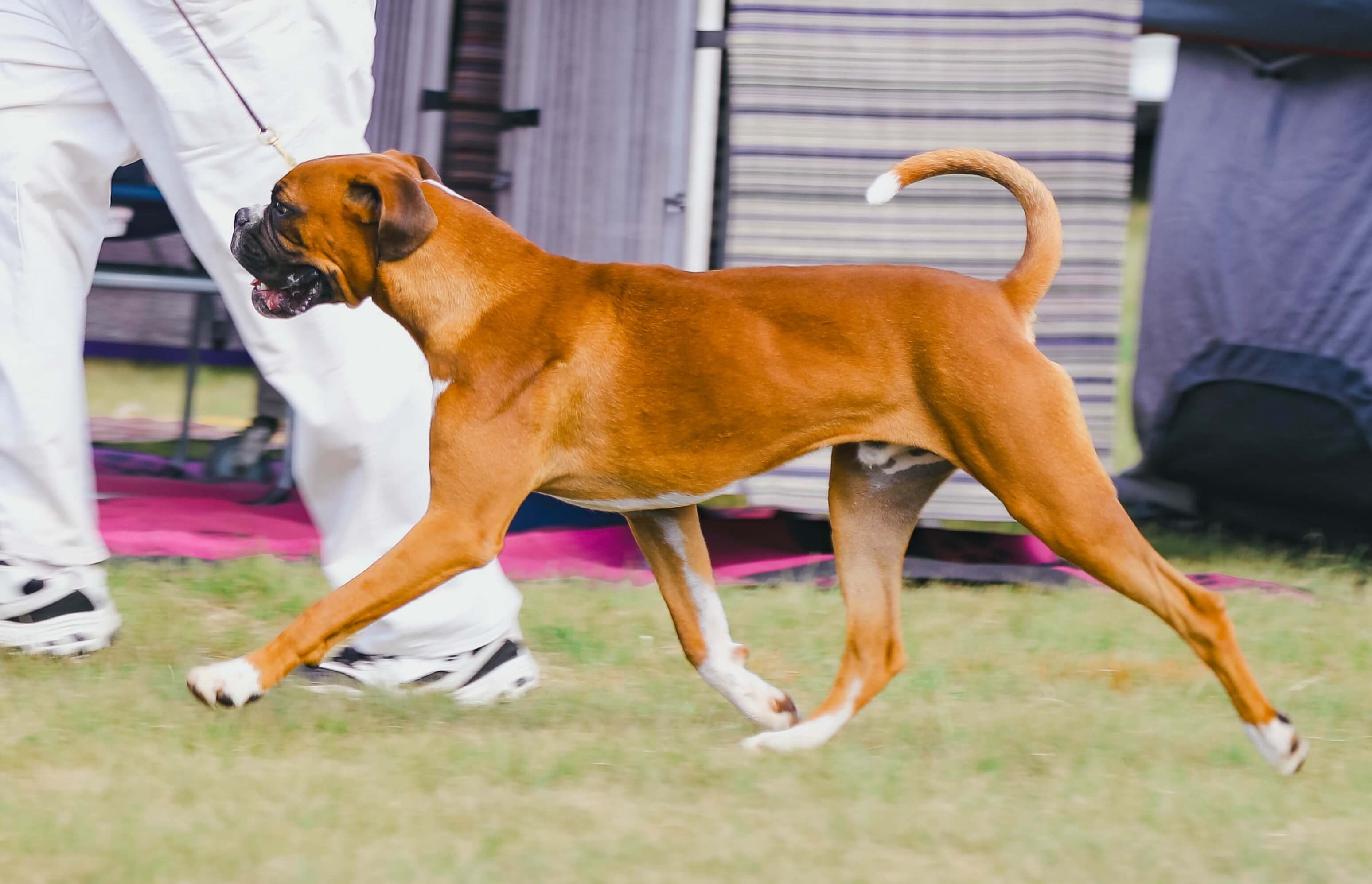 Hogwartz Fireball Boxer - Owned by S.Bryant