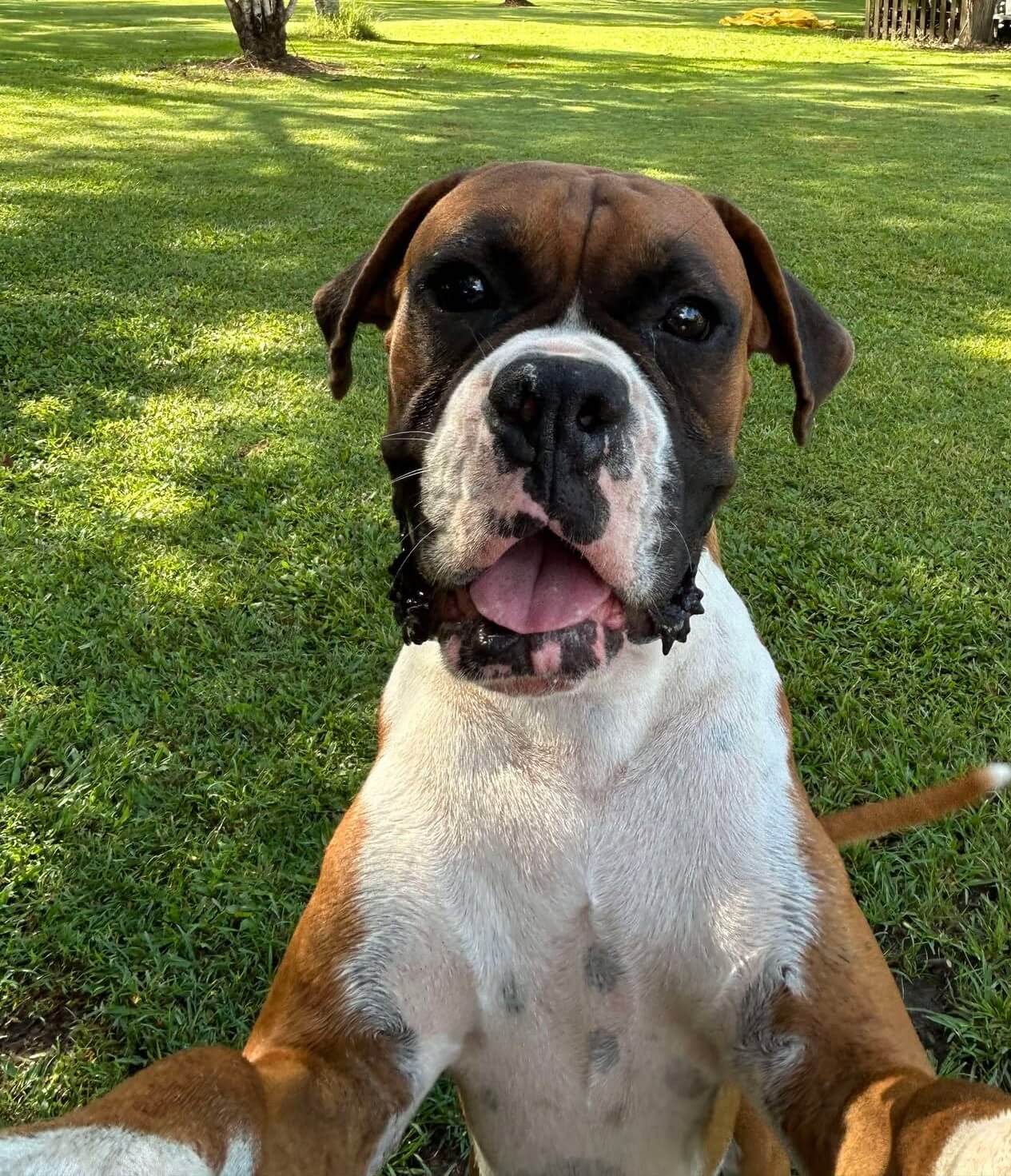 Ch. Hogwartz Firestorm Boxer - Owned by S.Bryant