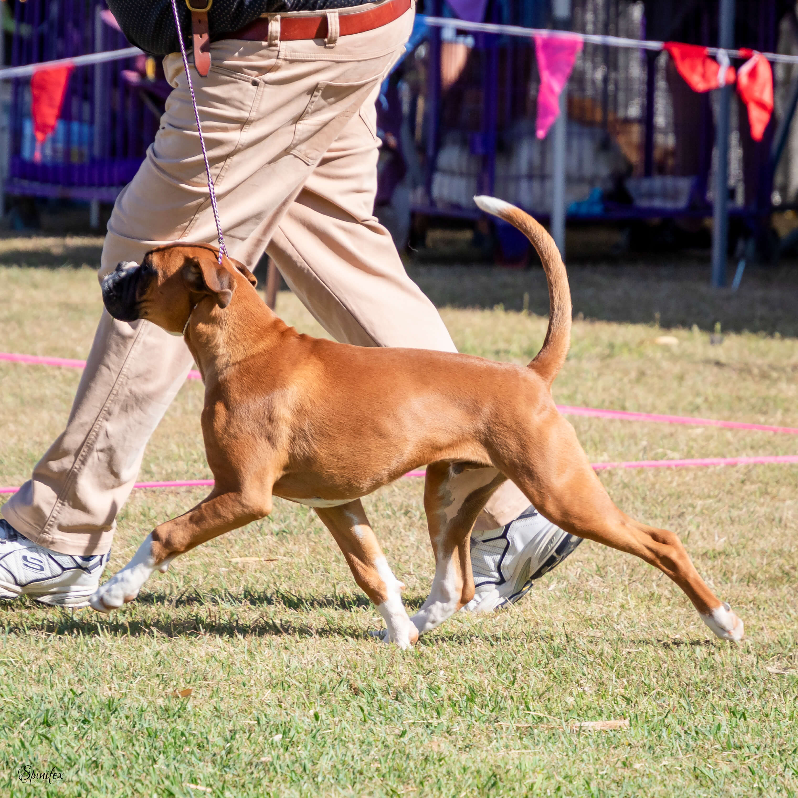 Hogwartz Fire Spirit Boxer - Owned by S.Bryant