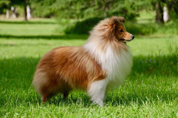 NZ & AU Ch Charmhill Purfect Chance Shetland Sheepdog - Owned by ...