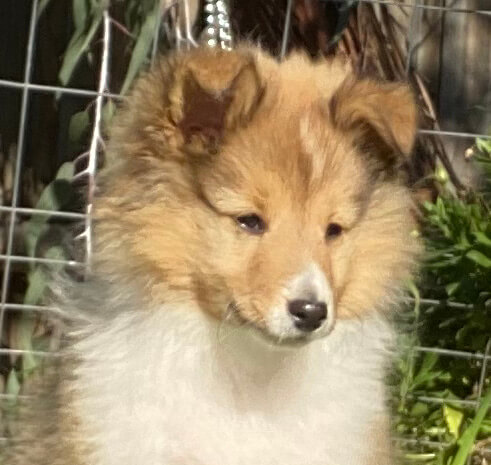 NZ & AU Ch Charmhill Purfect Chance Shetland Sheepdog - Owned by ...