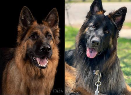 German Shepherd Puppies for Sale