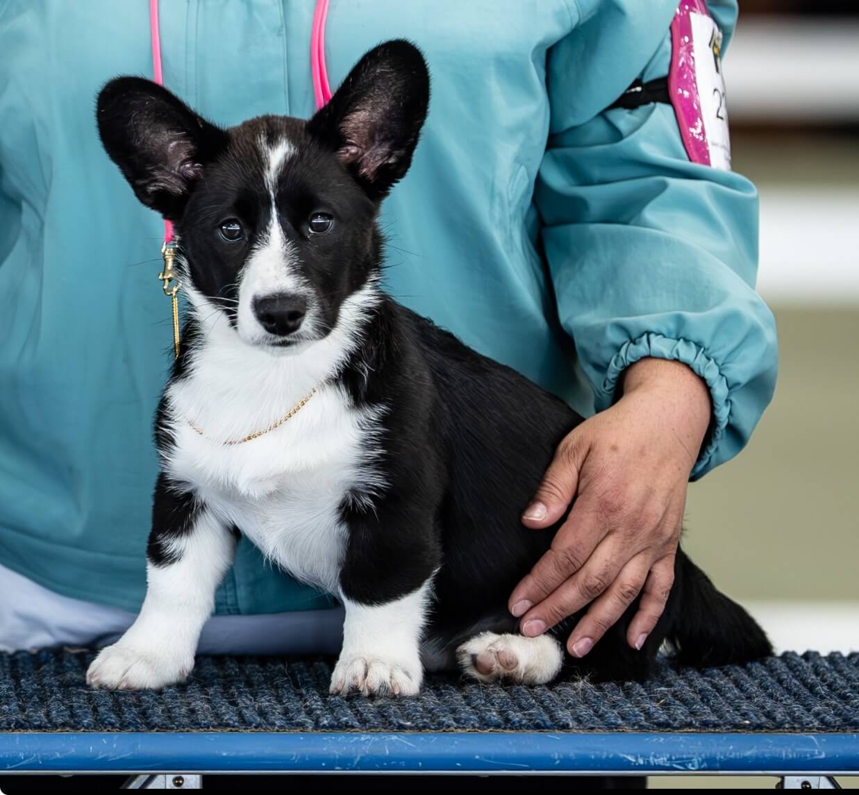 Boncorg Carys Lily Welsh Corgi (Cardigan) - Owned by Kristy Lee Wright