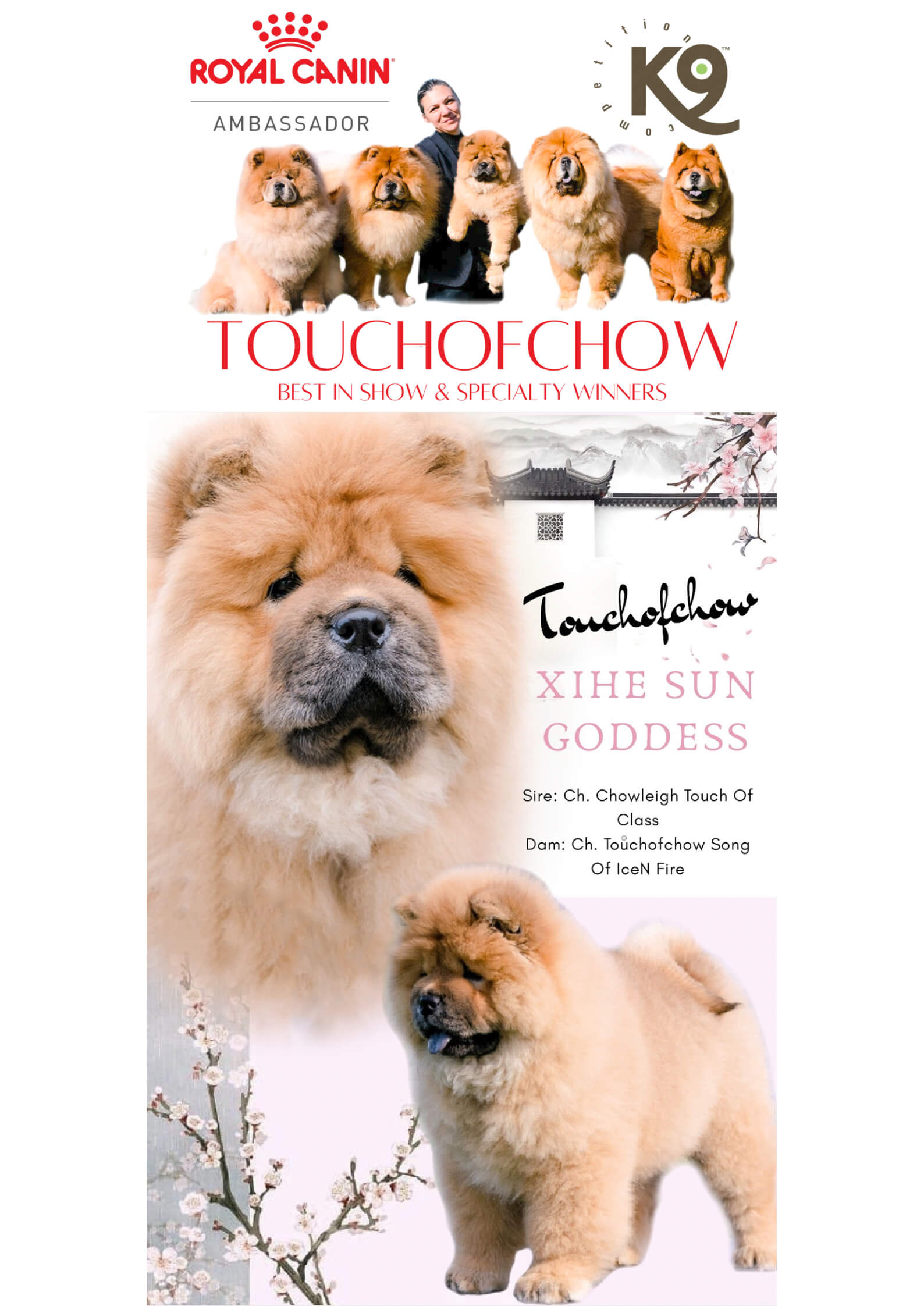 Touchofchow Xihe Sun Goddess Chow Chow - Owned by Touchofchow Knls