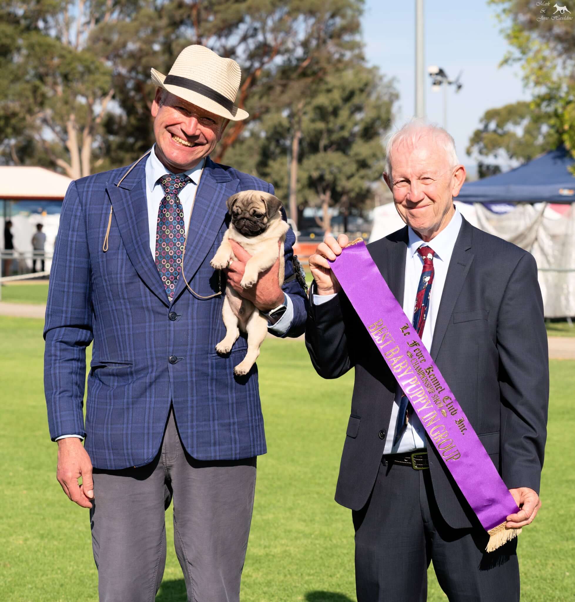 Obsidion Christmas Cracker Pug - Owned by Rodney J Connelly