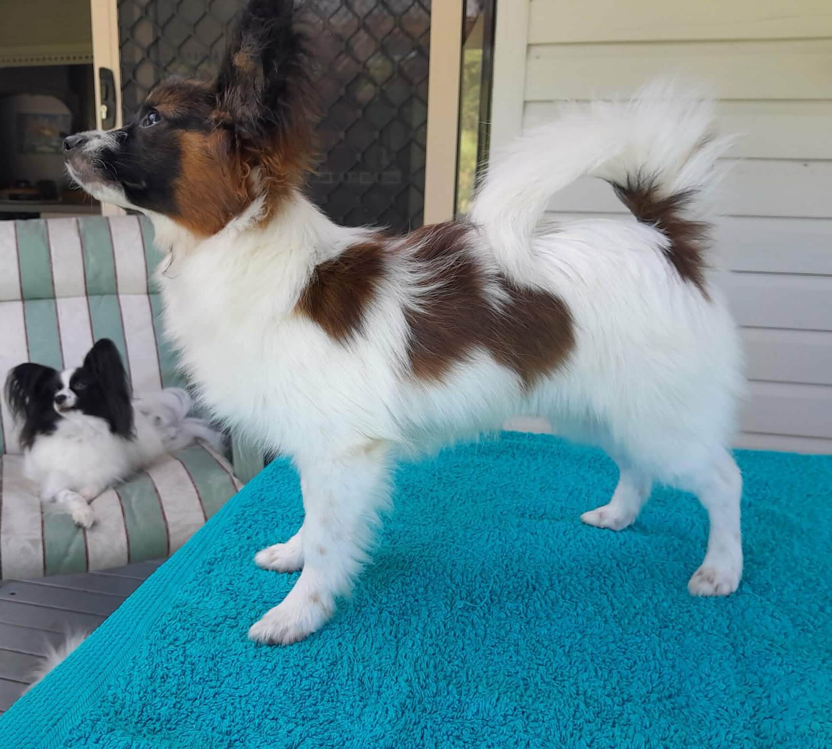 Gracepol Twinnies Gamechanger Papillon - Owned by D Burrows & R Hordern