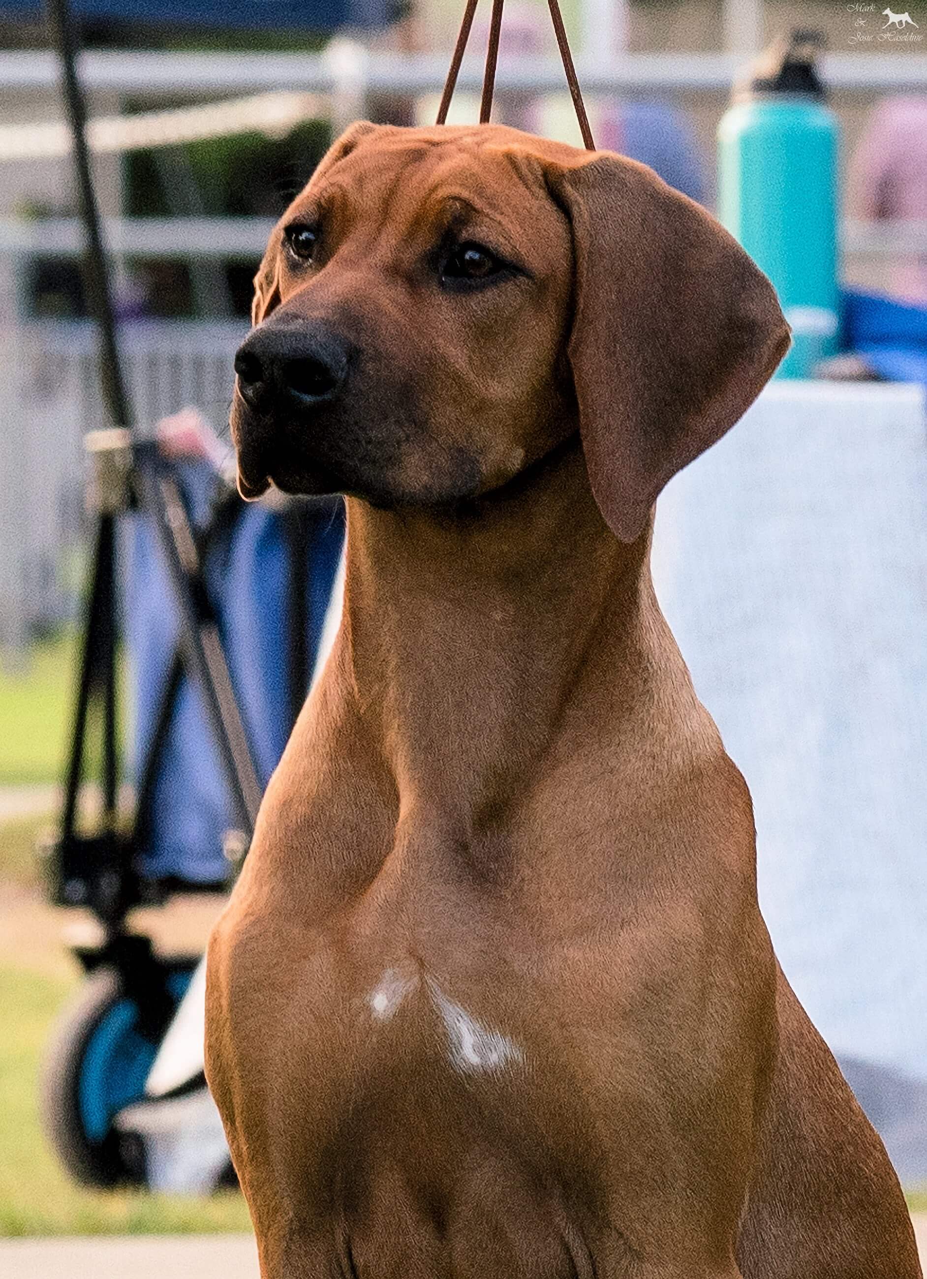 Caprivi Russian Roulette (AI) Rhodesian Ridgeback - Owned by Cheryl Currie