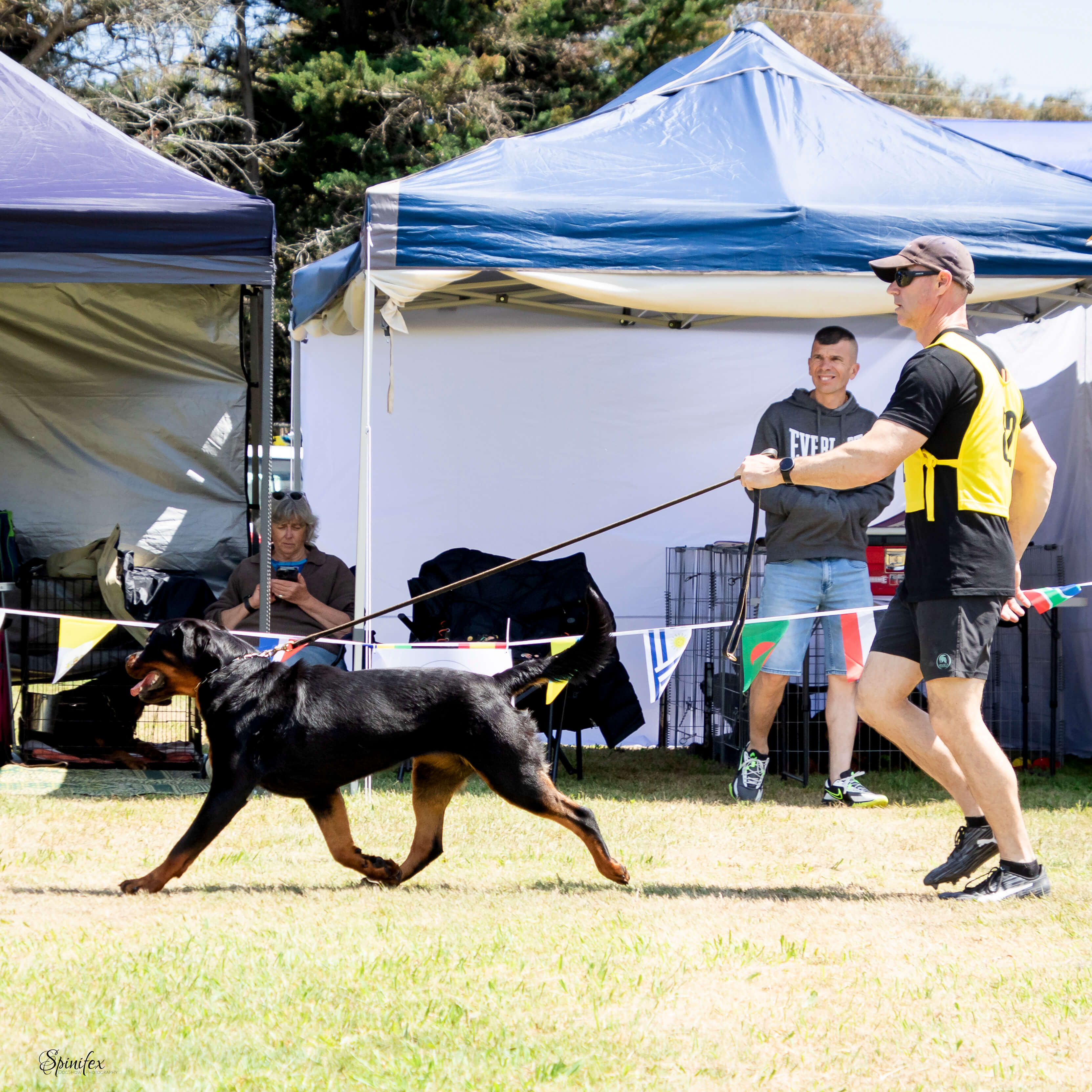Australian Champion Jamzaaba VZ Single N Sassy (AI) SPRD Rottweiler ...