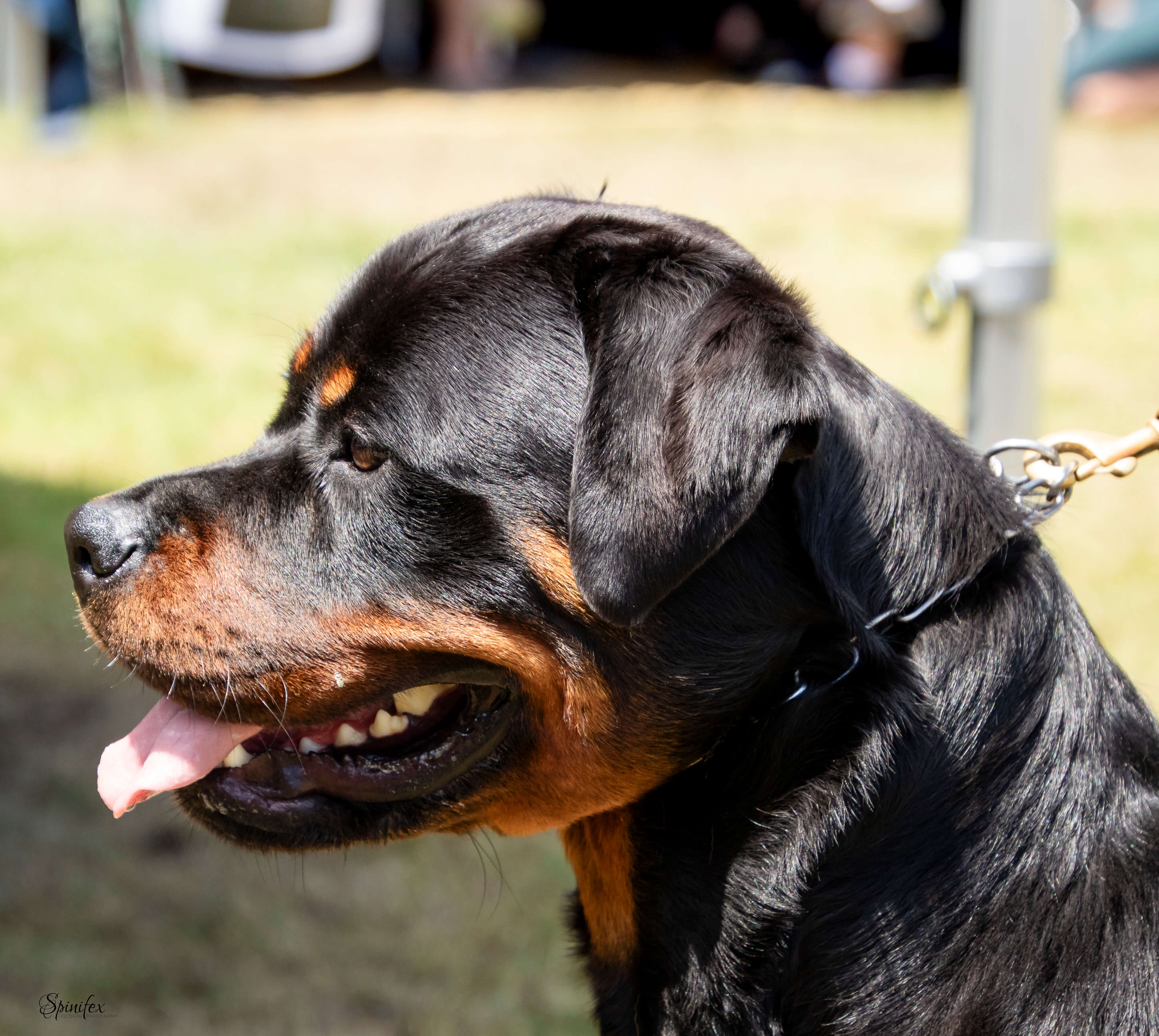 Australian Champion Jamzaaba VZ Single N Sassy (AI) SPRD Rottweiler ...