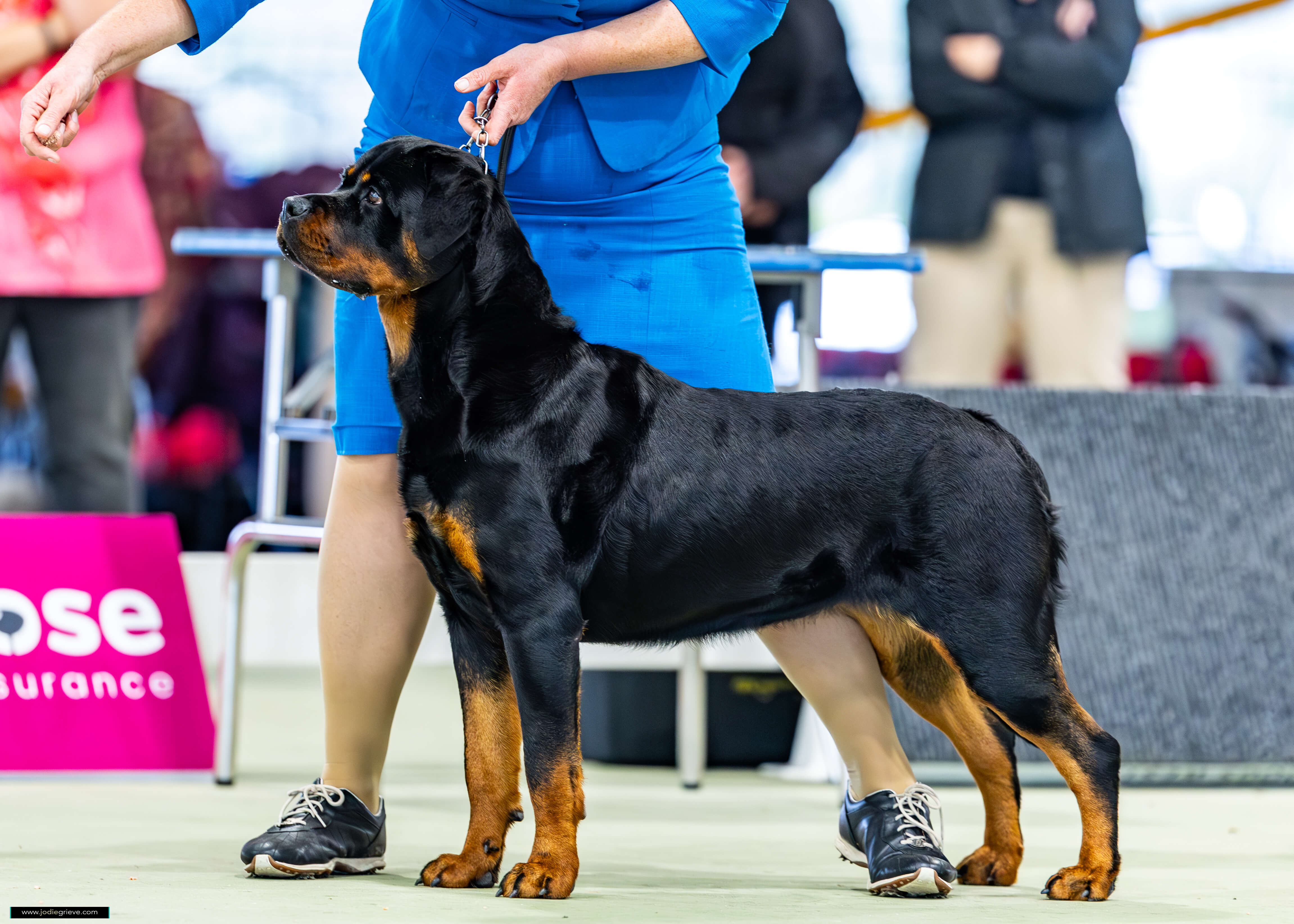 Australian Champion Jamzaaba VZ Single N Sassy (AI) SPRD Rottweiler ...
