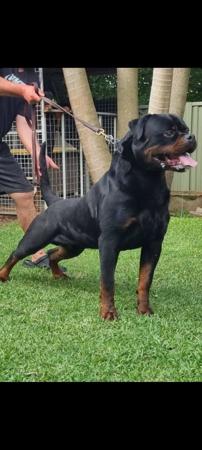 Rottweiler Puppies for Sale in New South Wales (NSW)