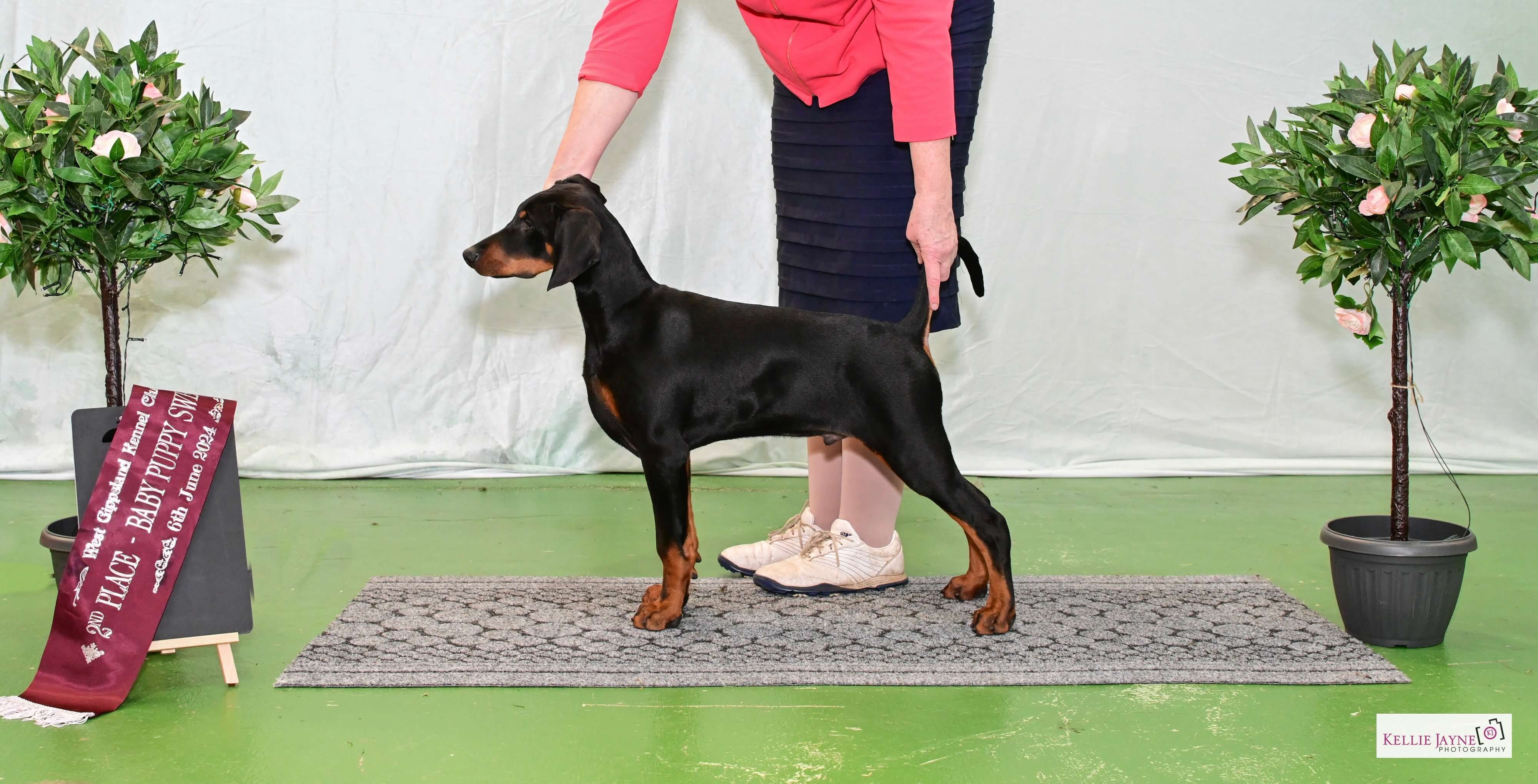 Bisart Winter Is Coming Dobermann - Owned by K Matthews