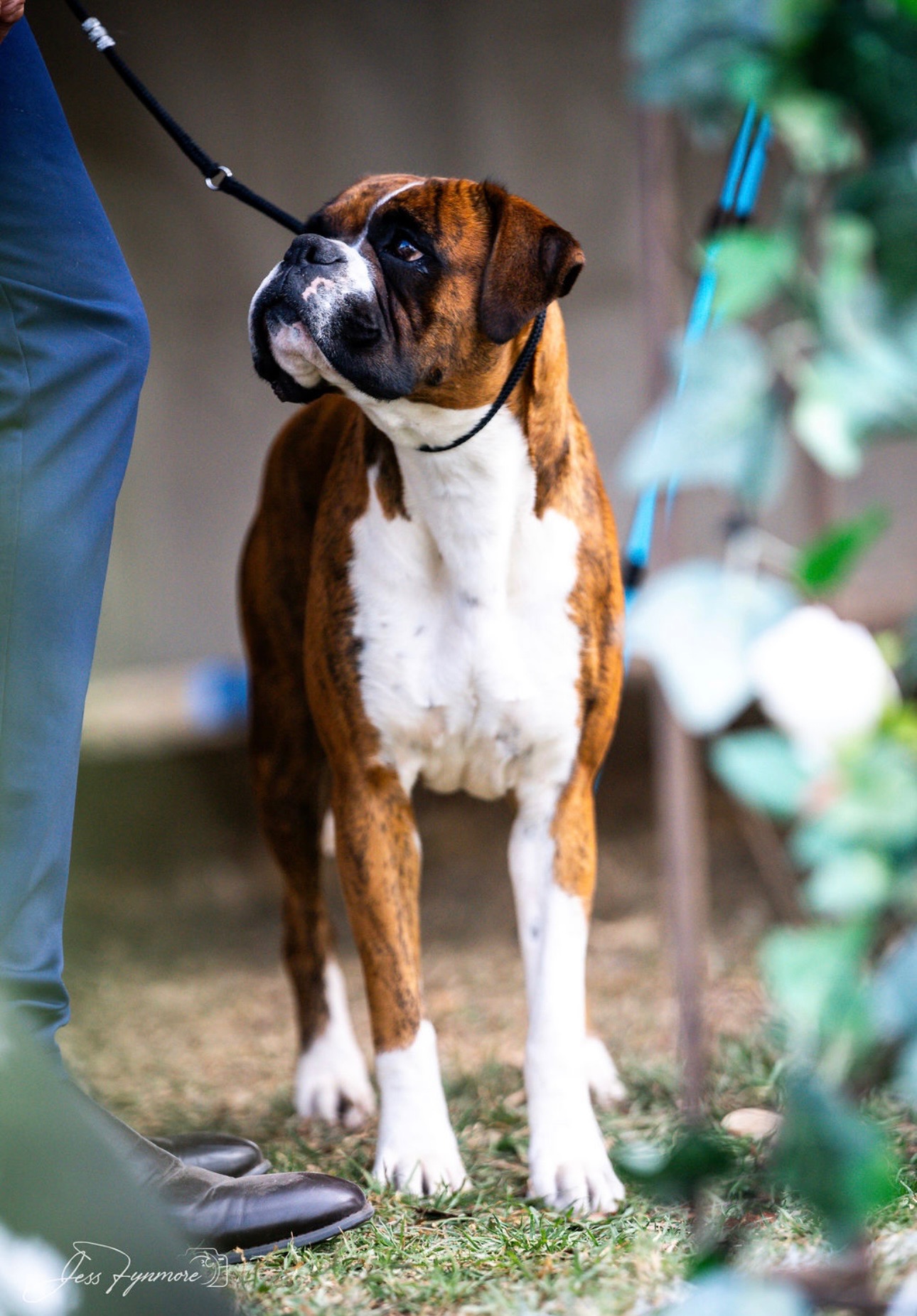 Elkohe Elizabeth the Last Boxer - Owned by Kym Hopper