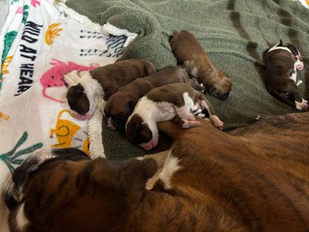 Boxer Puppies for Sale