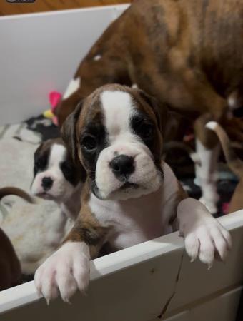 Boxer Puppies for Sale