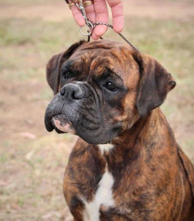 Mature German Pinscher for Sale in Australia