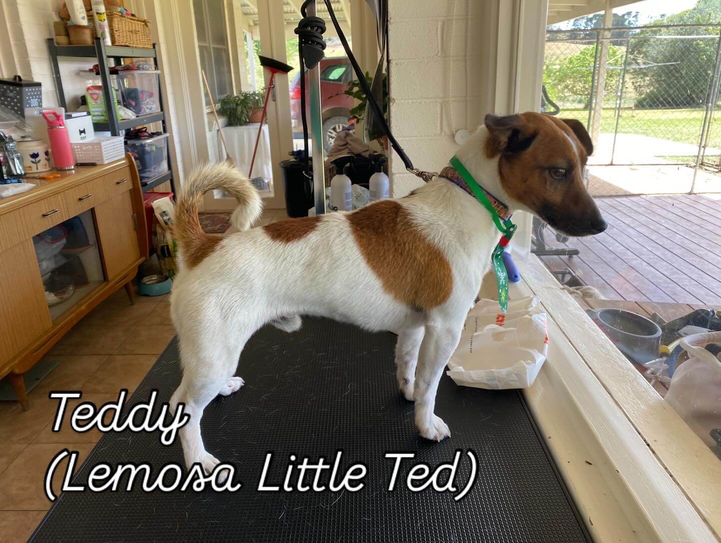 Lemosa Little Ted Jack Russell Terrier - Owned by Mrs K Platts