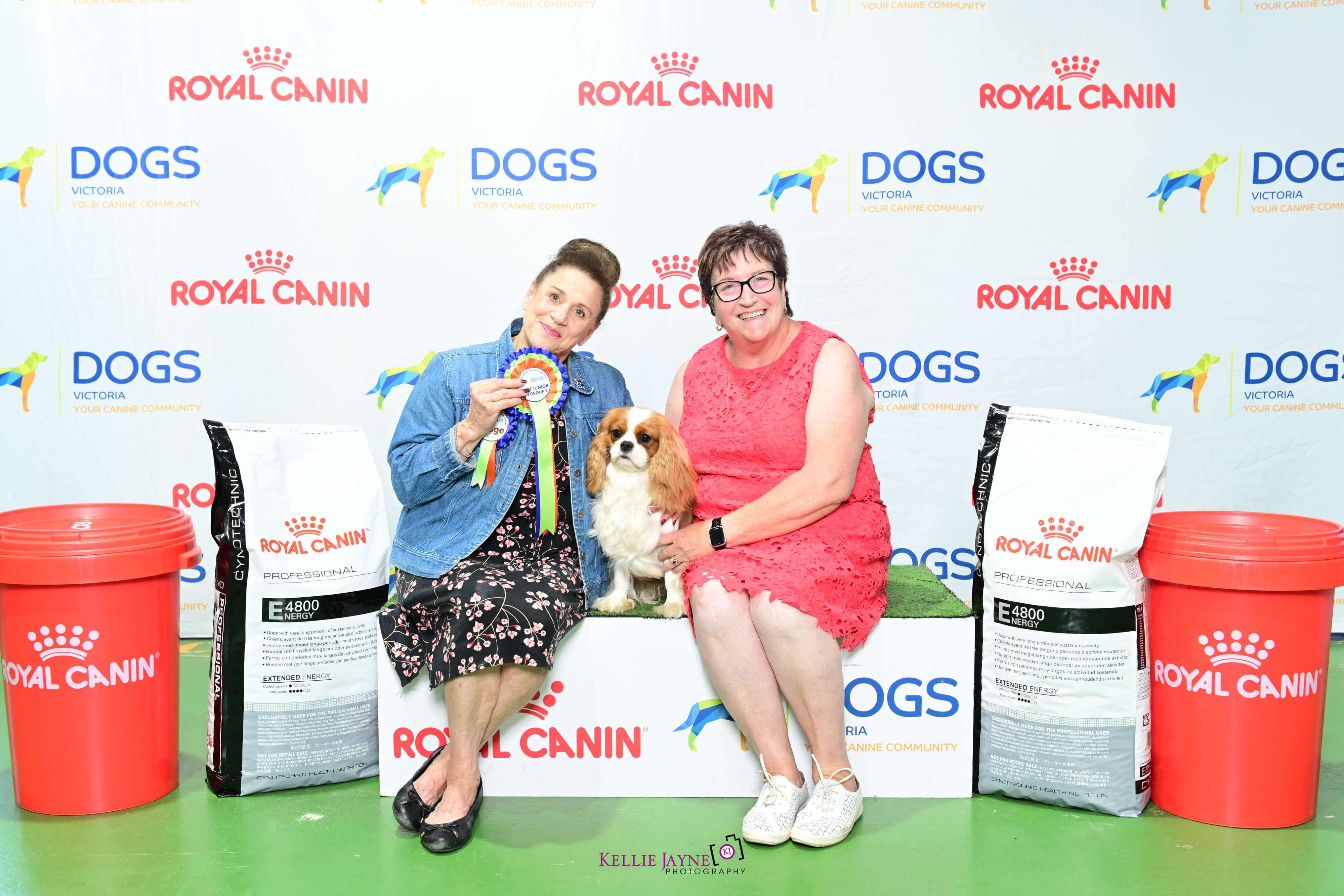 Aust Ch Matmor Prom Season Cavalier King Charles Spaniel - Owned by Joy ...