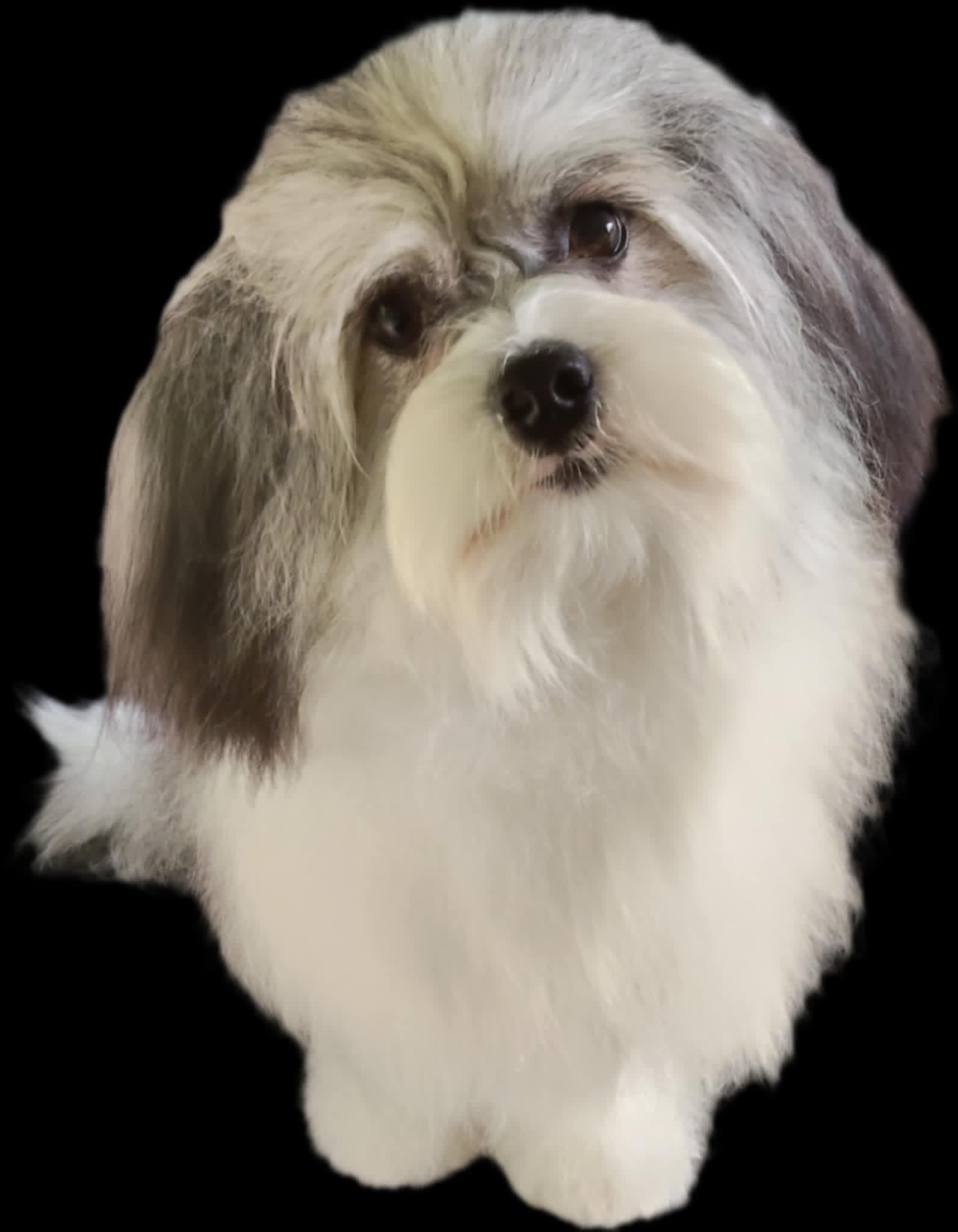 Aust Ch Kristarz Love Me Tender Lowchen - Owned by Mrs C Savy & Miss K ...