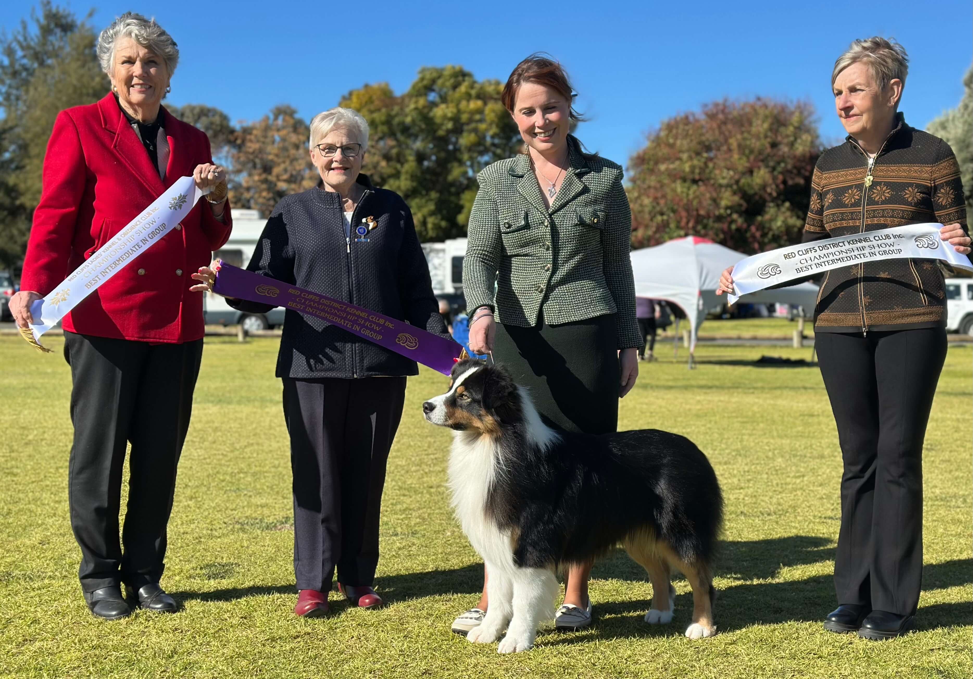 Aust Ch Ellagant Foolish Love Australian Shepherd - Owned by Ellagant ...