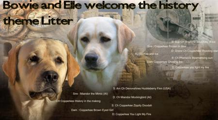 Labrador Retriever Puppies for Sale