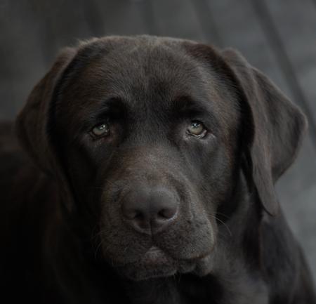 Labrador Retriever Puppies for Sale