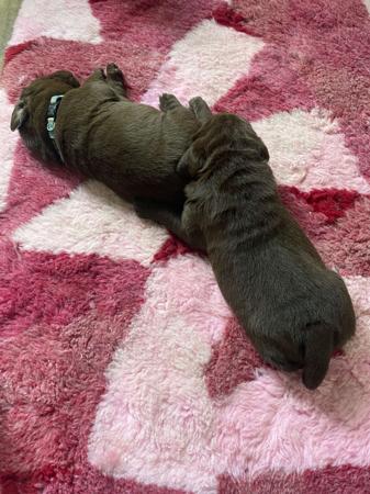 Labrador Retriever Puppies for Sale, QLD