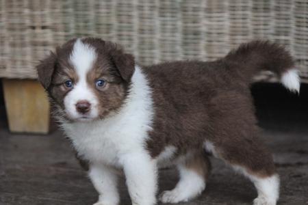Border Collie Puppies for Sale