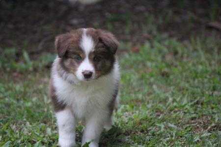 Border Collie Puppies for Sale, QLD