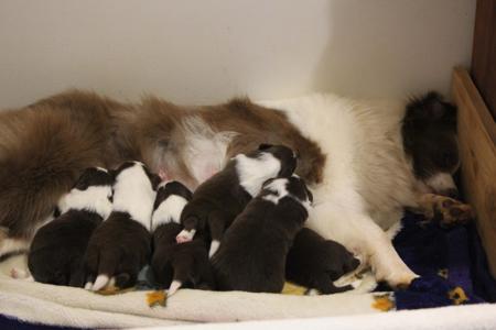 Border Collie Puppies for Sale, QLD