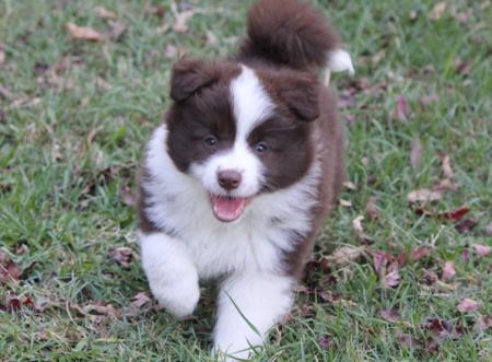 Border Collie Puppies for Sale, QLD