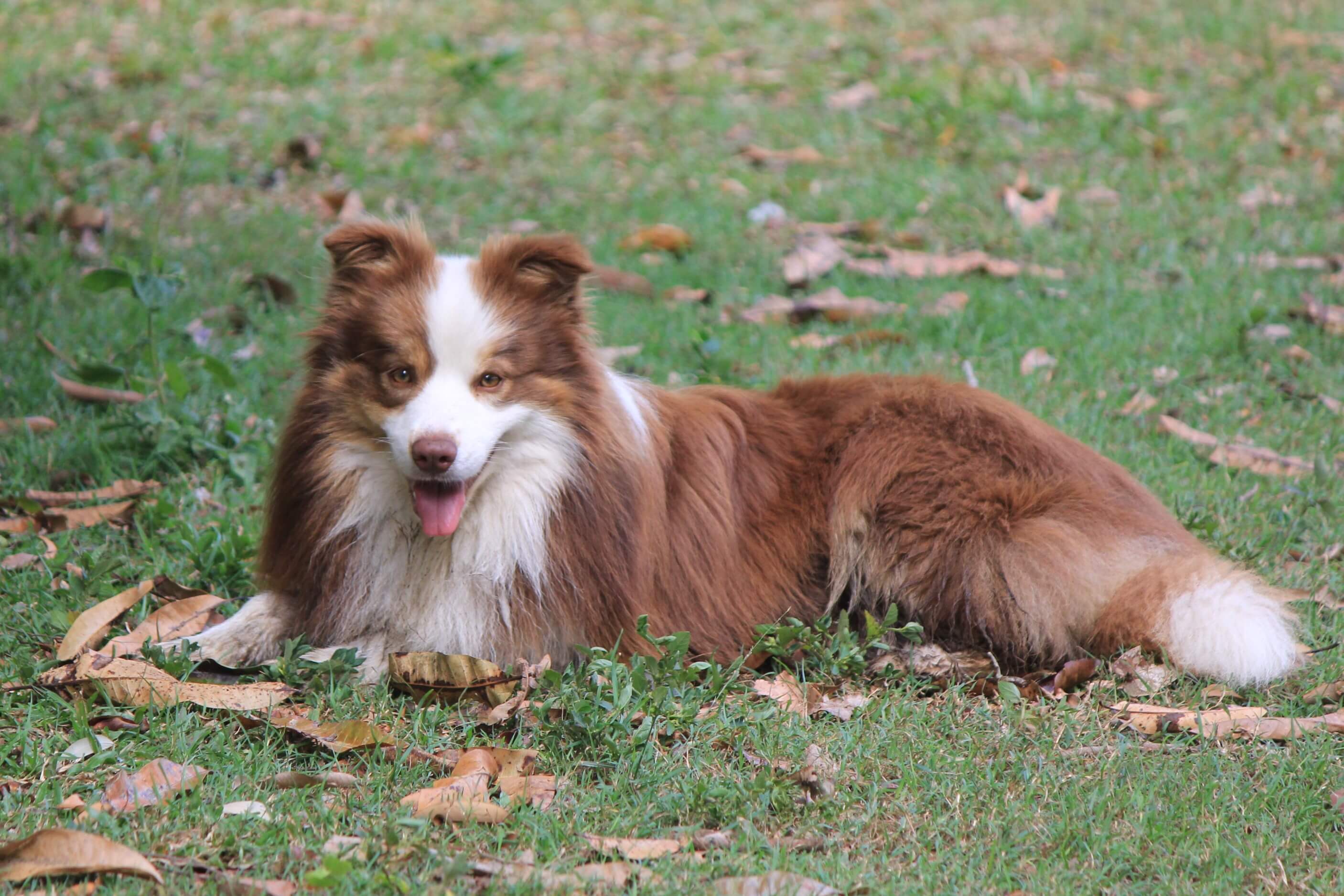 Borderstrand Hugs N Kisses Border Collie - Owned by Marina Rix