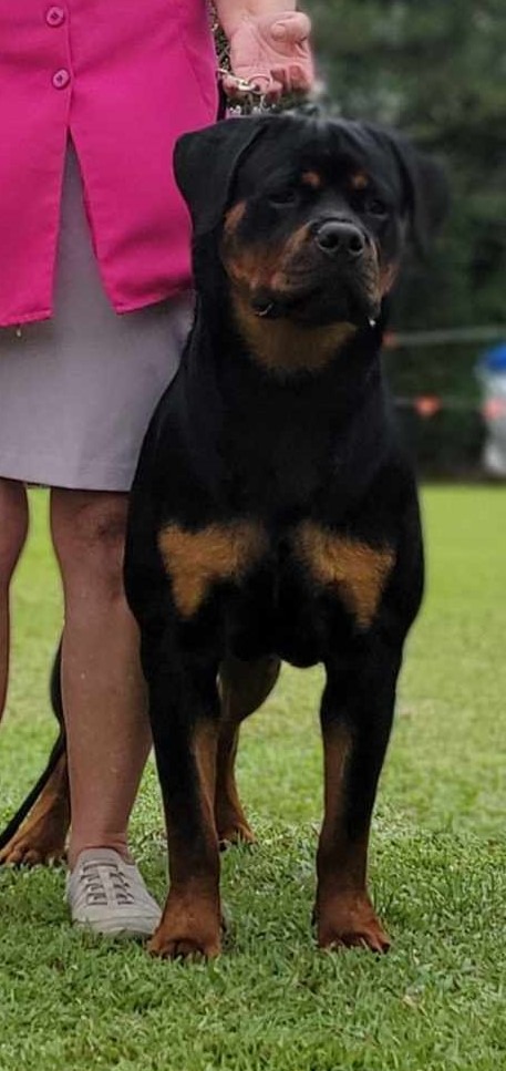 SUPREME CHAMPION Moccarott Iconic Genes Rottweiler - Owned by Cheryl Jones