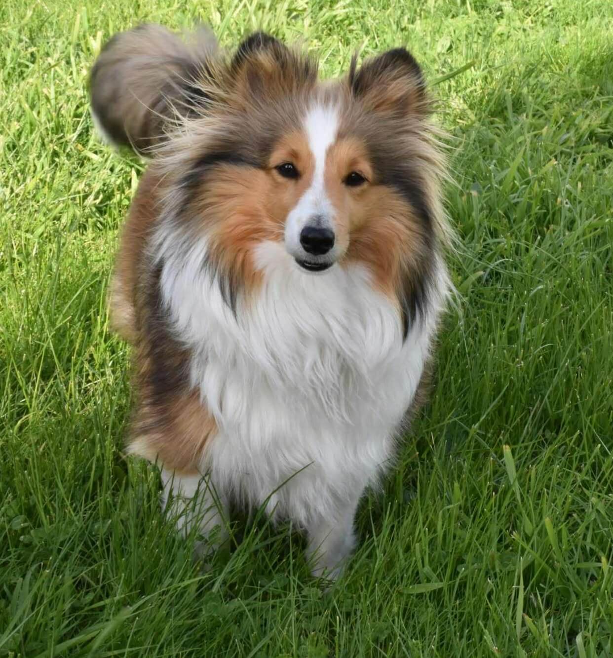 Kandilon Queen Priscilla Shetland Sheepdog - Owned by Robyn George