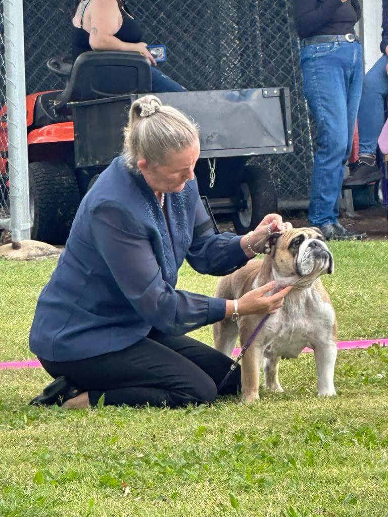 Aust Ch Majestueux Queen Takes King (ai) British Bulldog - Owned by Mrs ...