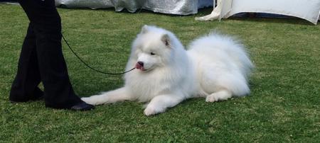 Samoyed Old Dogs for Sale