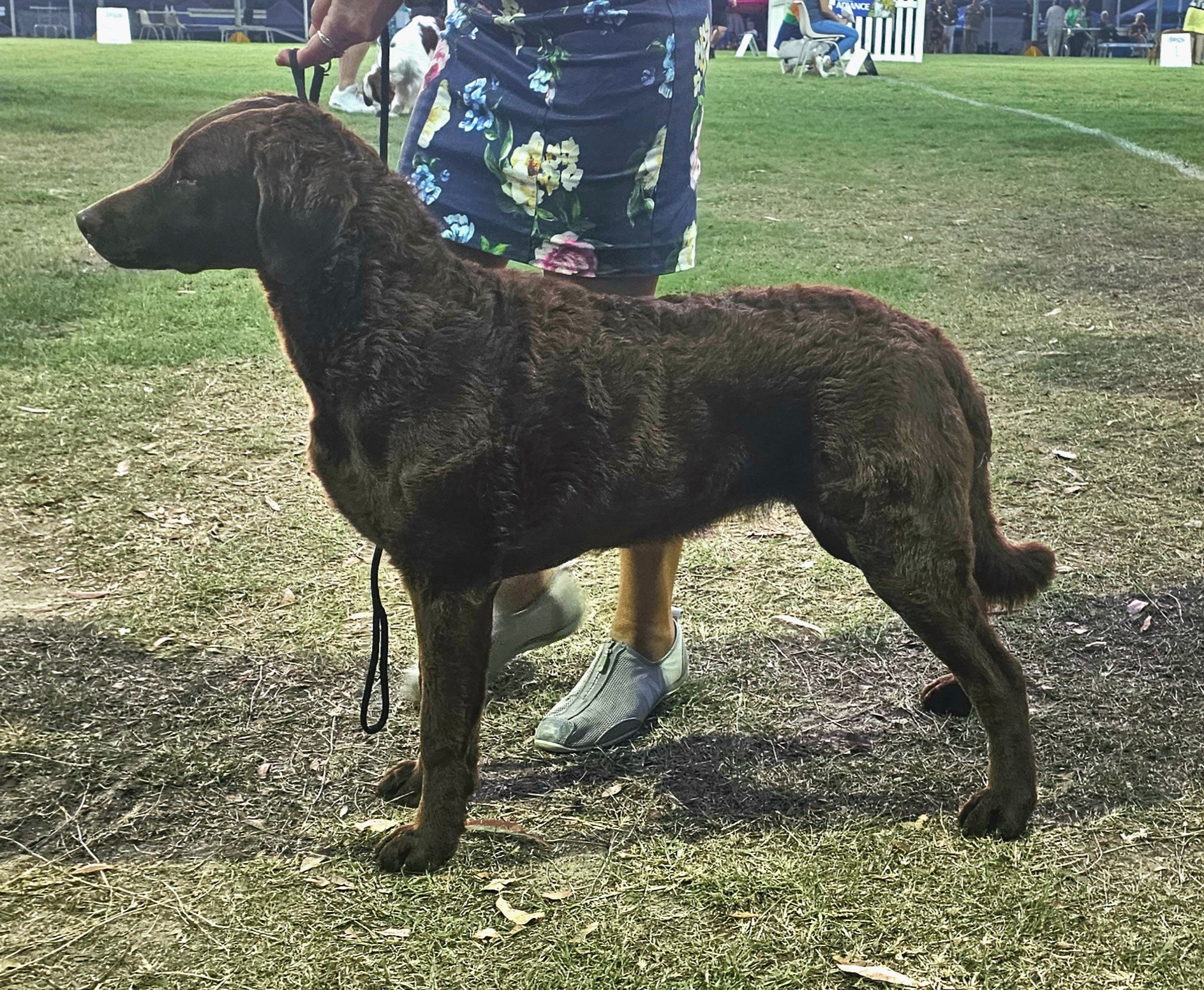 AUST CH (pending) Webfoot Nightingale Chesapeake Bay Retriever - Owned ...