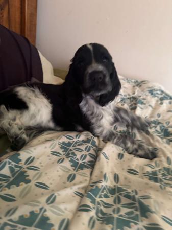 Cocker Spaniel Puppies for Sale, QLD