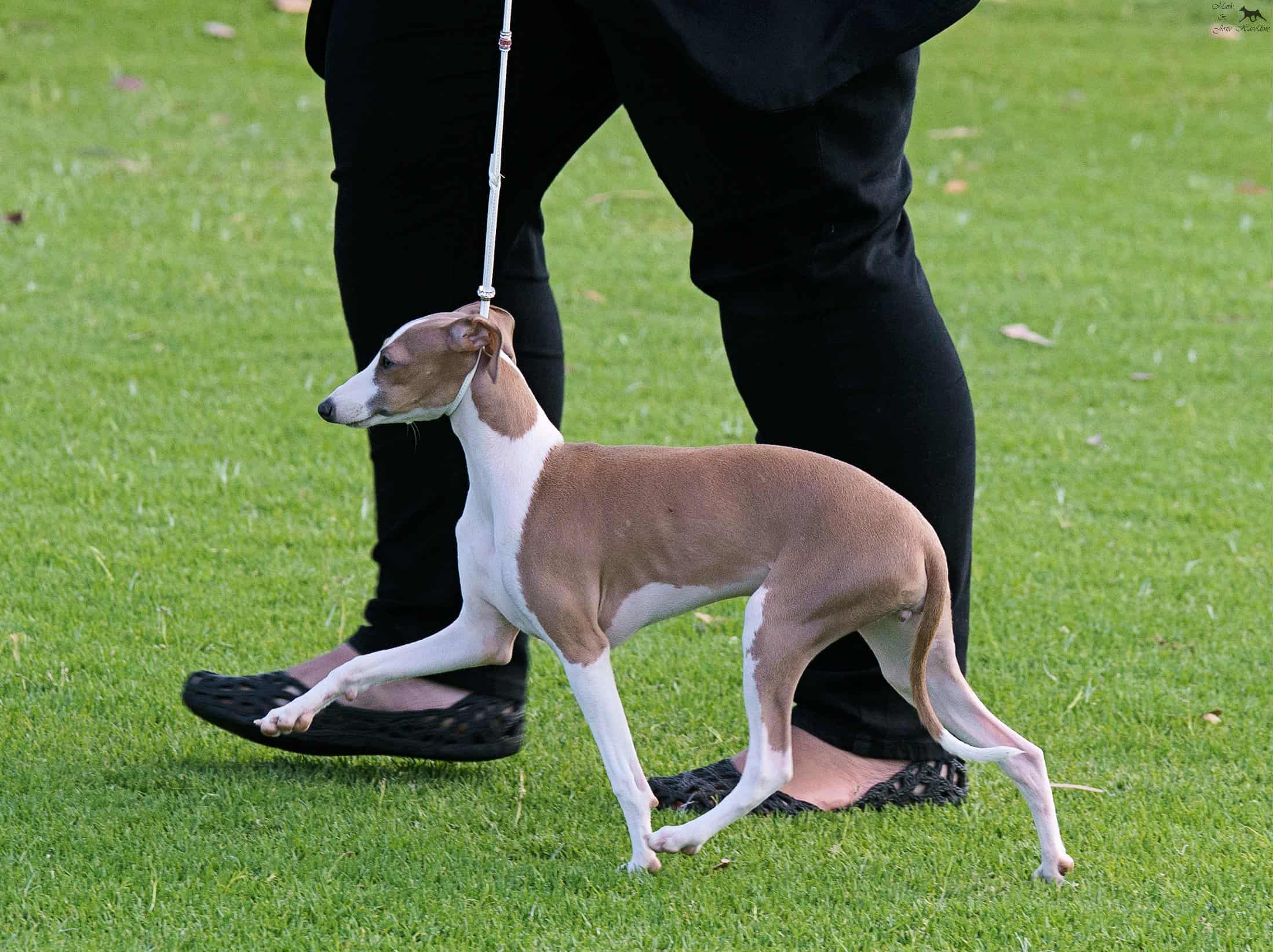 Jayveeque Long Promised Road Italian Greyhound - Owned by Ash Divola ...