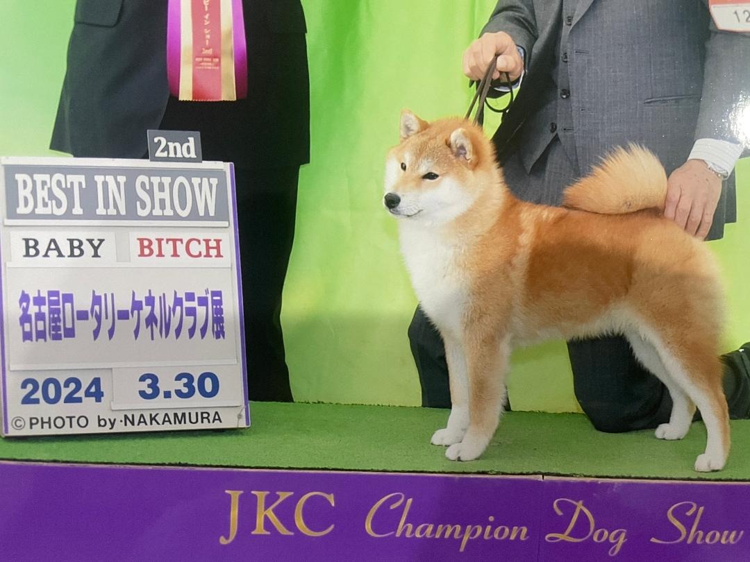 Asuka Go Eren Hof FCI (IMP JPN) Shiba Inu - Owned by Mashumarosou