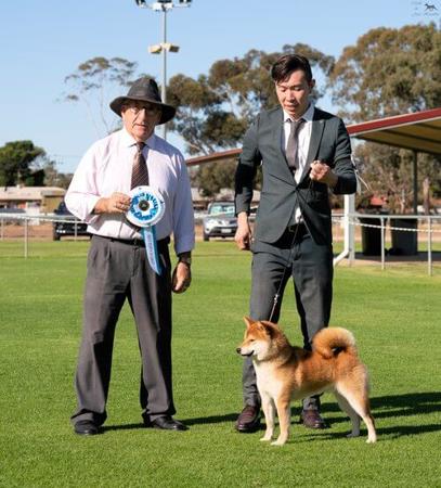 MASHUMAROSOU | Registered Dog Breeder in SA