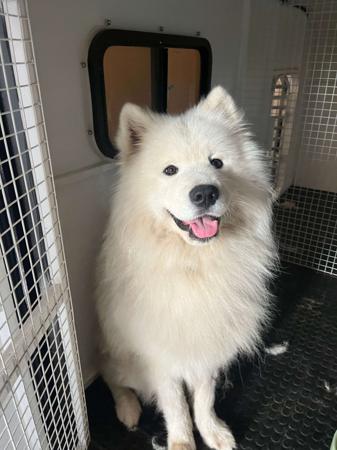 Samoyed Old Dogs for Sale