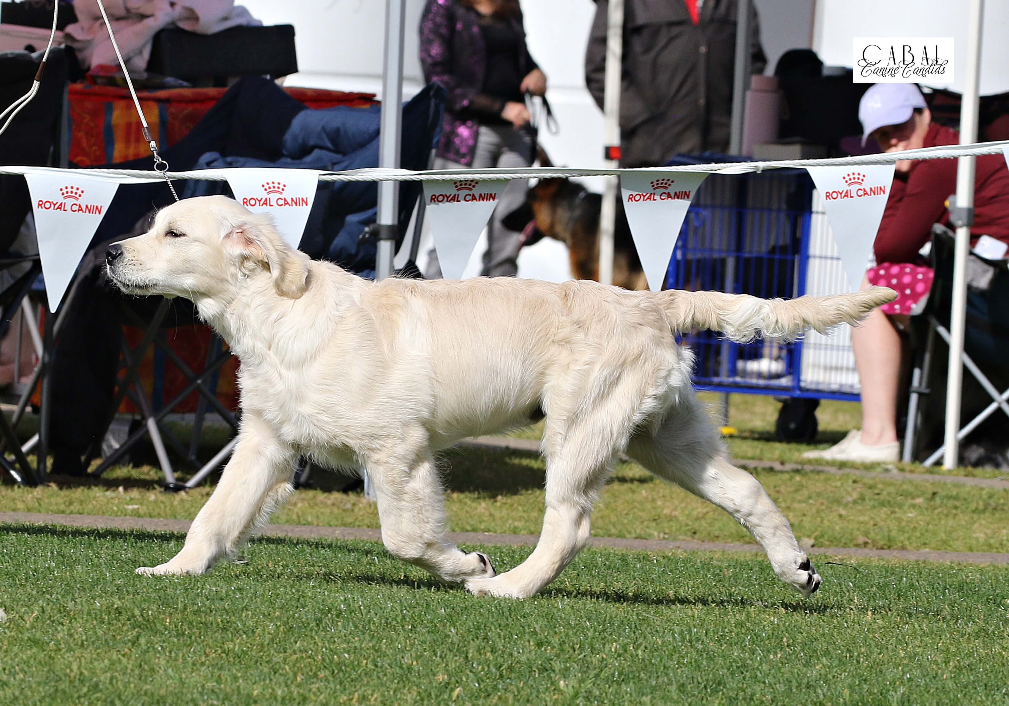 Goldenosprey Fortune Teller (AI) Golden Retriever - Owned by Sherie Irwin