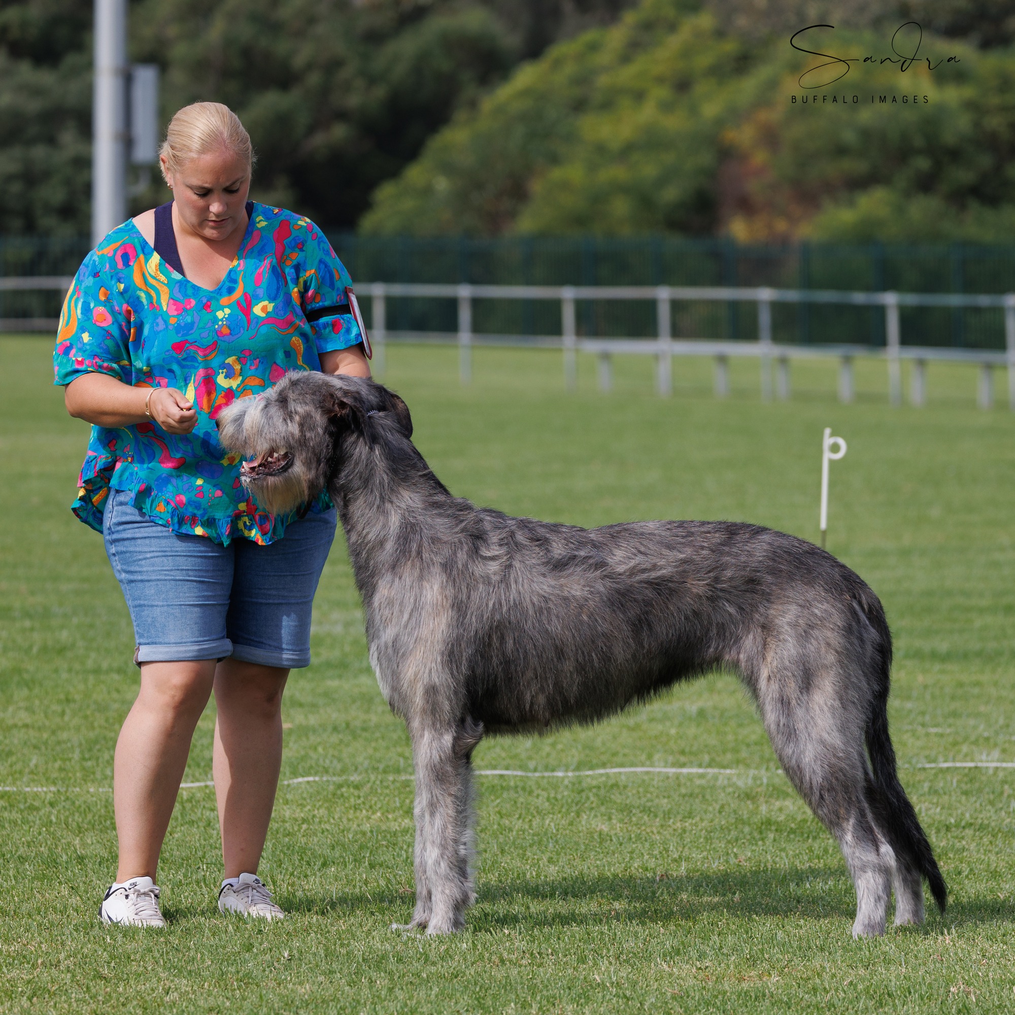 Aust. Ch. MacLaomainn Evie (AI) Irish Wolfhound - Owned by Mr. Aaron ...