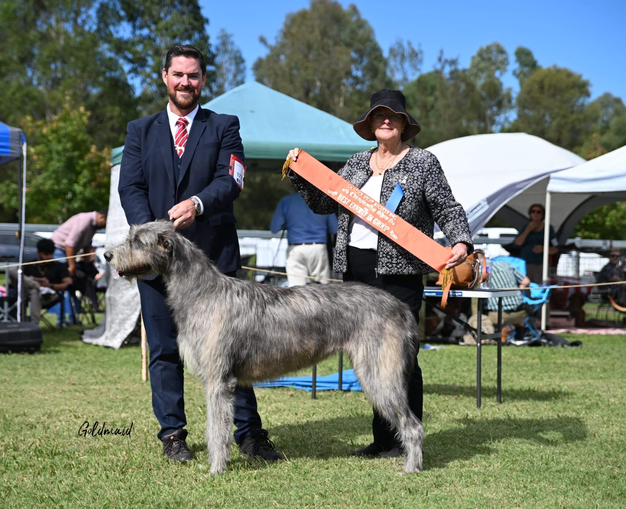 BISS C.I.B A2O Ch. Supreme Ch. MacLaomainn Evie (AI) Irish Wolfhound ...