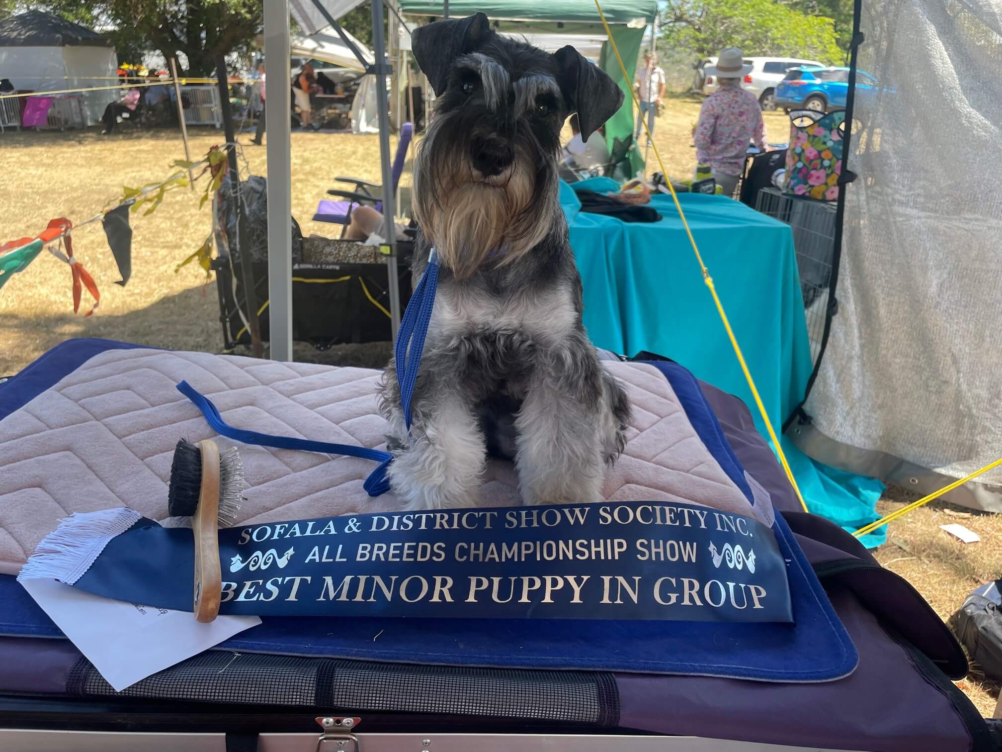 Australian Champion Hoshiahna Precious Cornerstone Schnauzer (Miniature ...