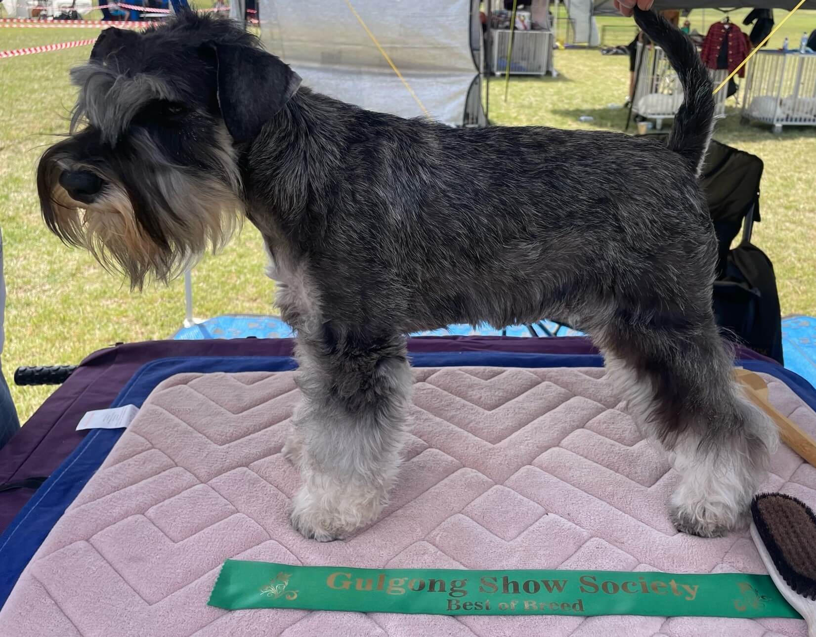 Australian Champion Hoshiahna Precious Cornerstone Schnauzer (Miniature ...