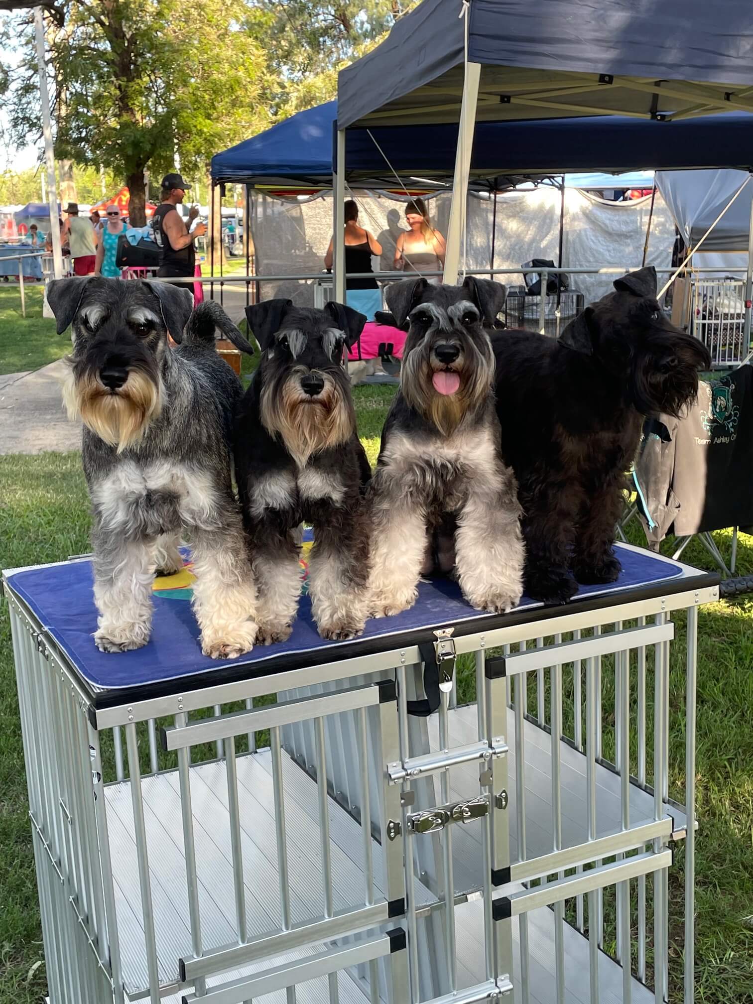 Australian Champion Hoshiahna Precious Cornerstone Schnauzer (Miniature ...