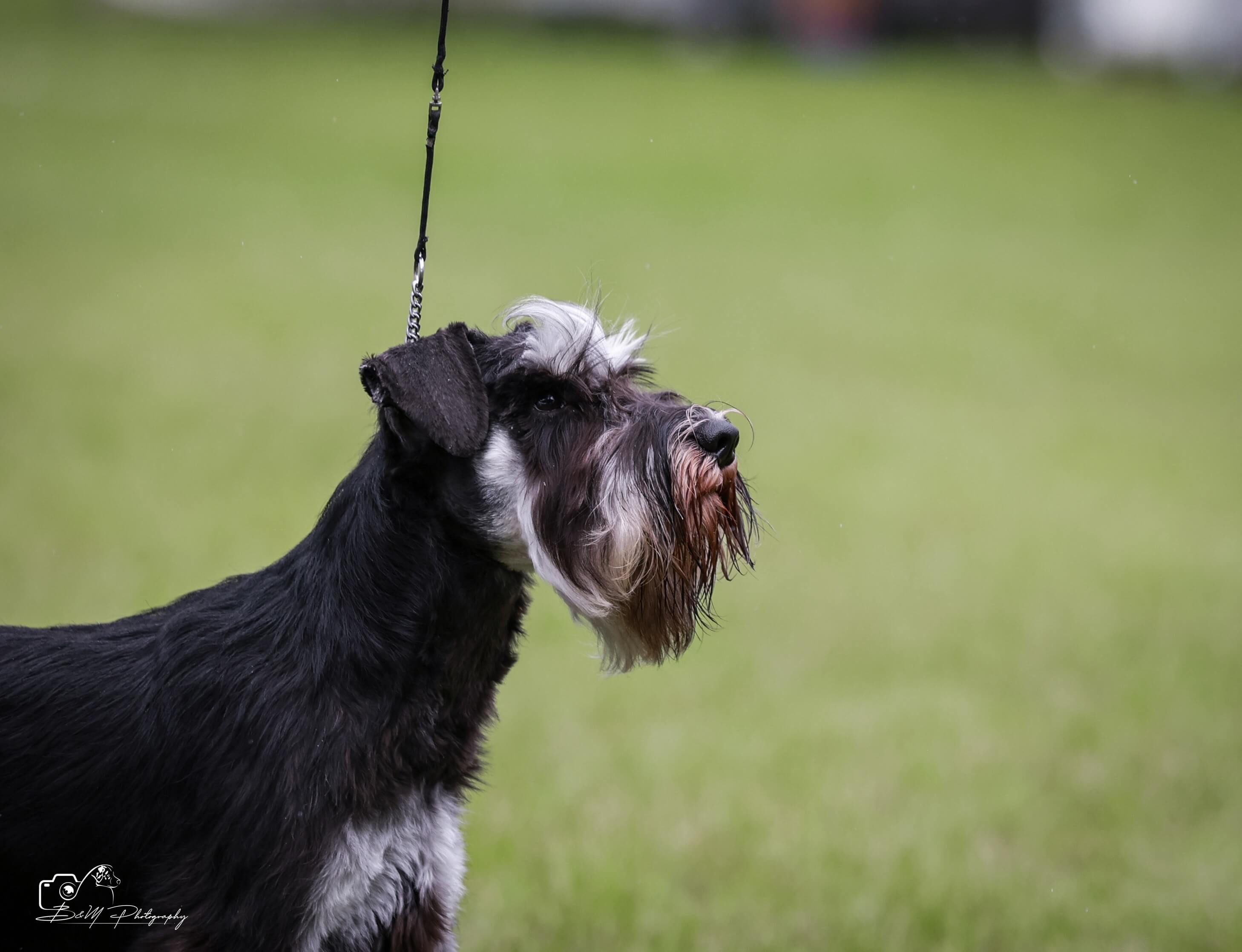 Granzels Play Among the Stars Schnauzer (Miniature) - Owned by Jan Zima ...