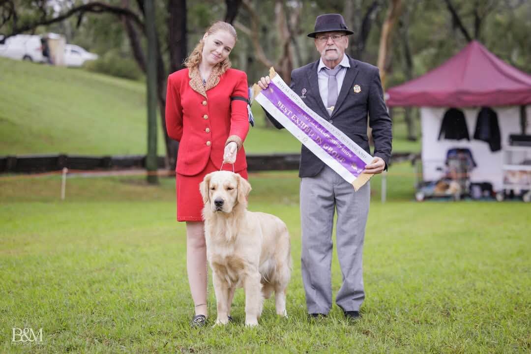 Aust Ch GoldMartini Killer Queen Golden Retriever - Owned by C Keast ...